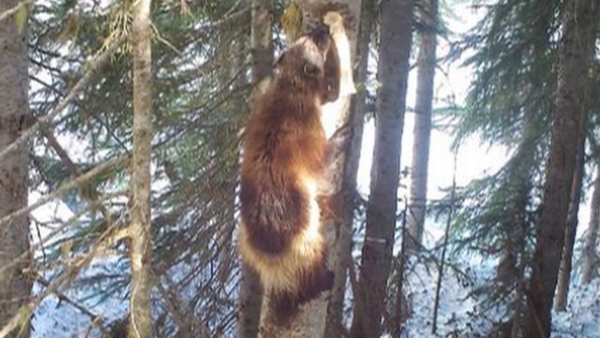 Scent lures nearly quadruple wolverine sightings | king5.com
