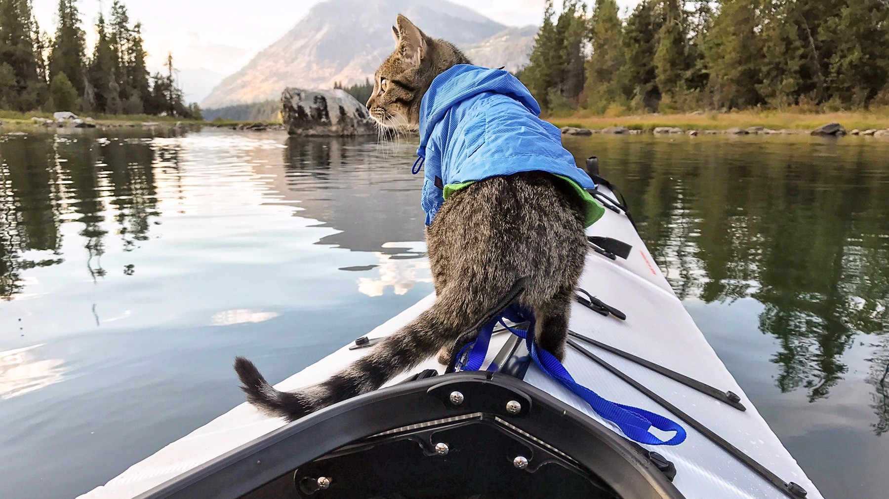 Pets of Microsoft calendars raise money for charity | king5.com