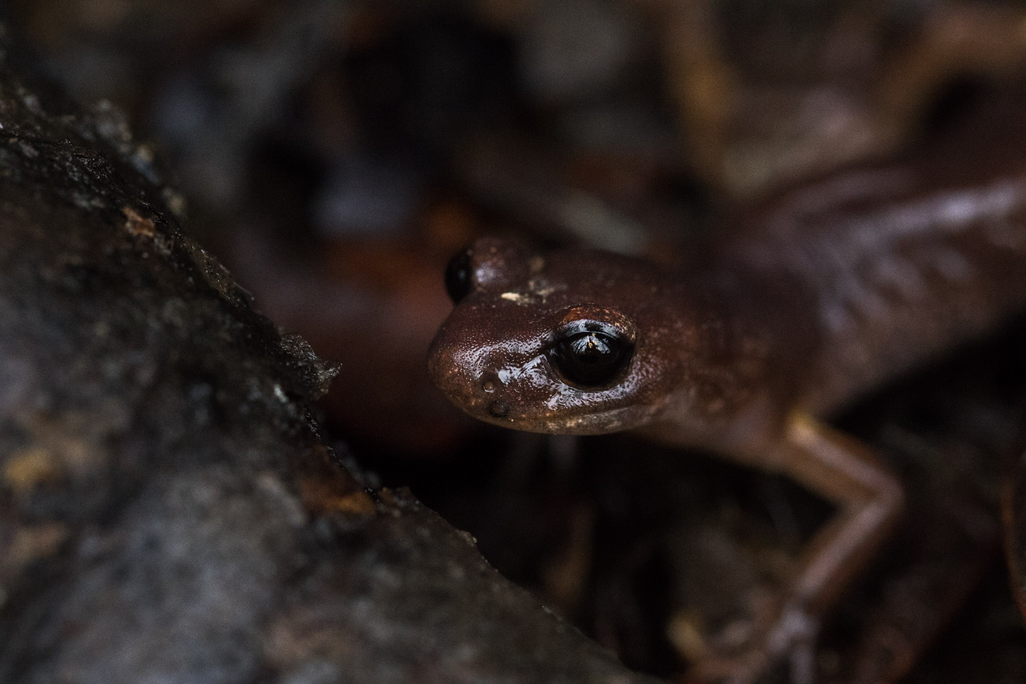 PHOTOS: Salamander walks at Camp Long | king5.com