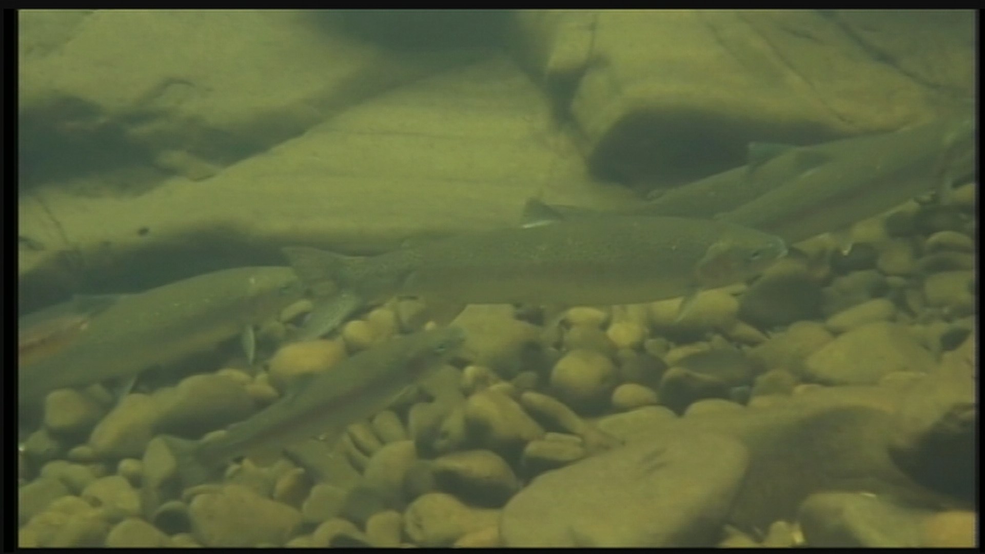 Still no answer for Cowlitz hatchery vanishing fish | king5.com