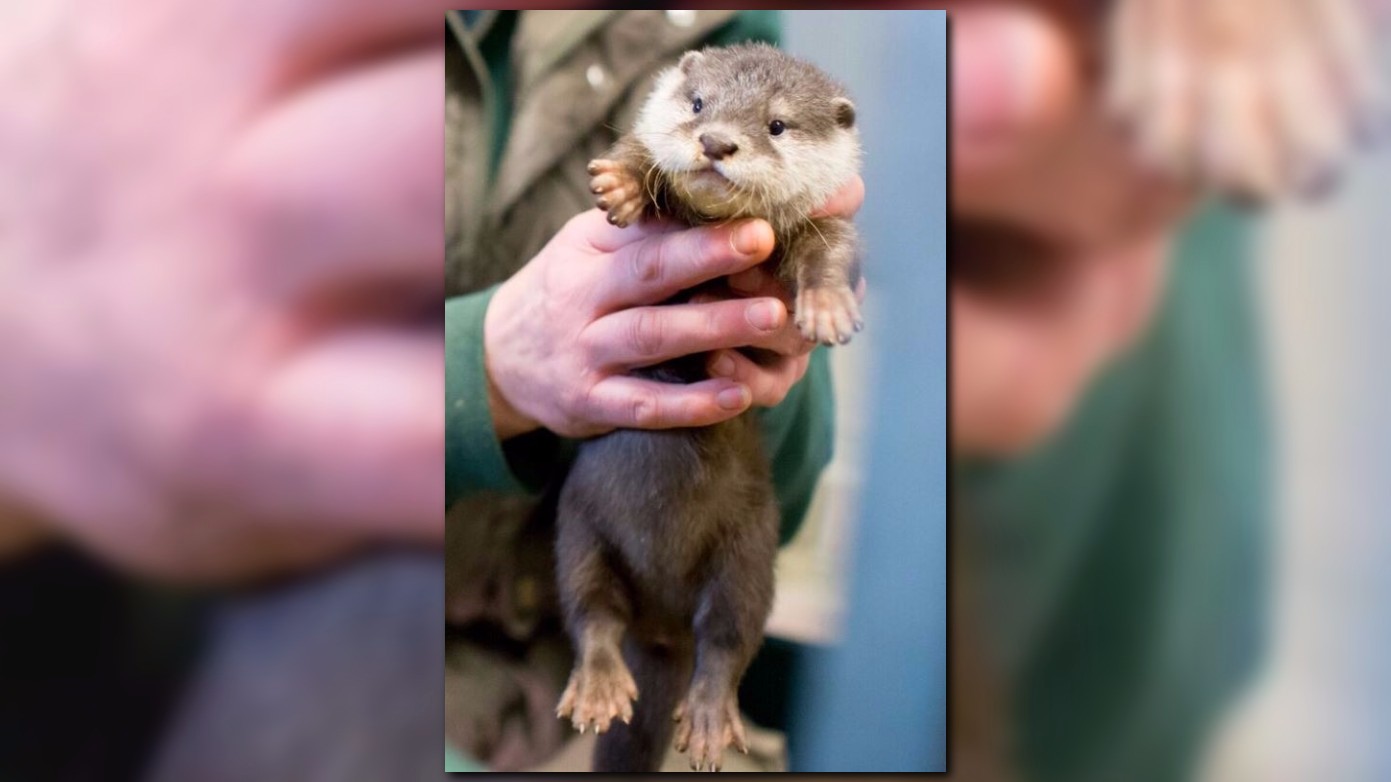 Otter pups get clean bill of health at first vet visit | king5.com