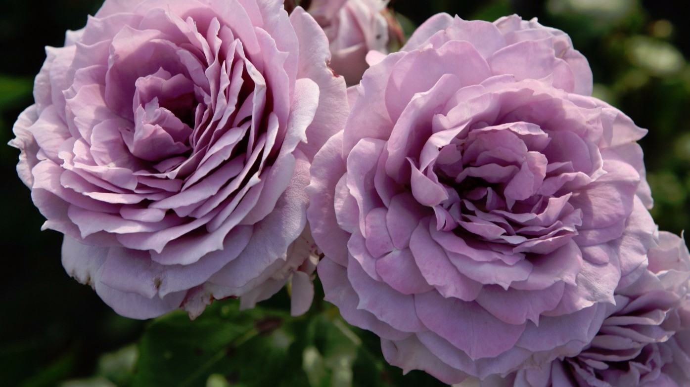 How to grow your own bare root roses | king5.com