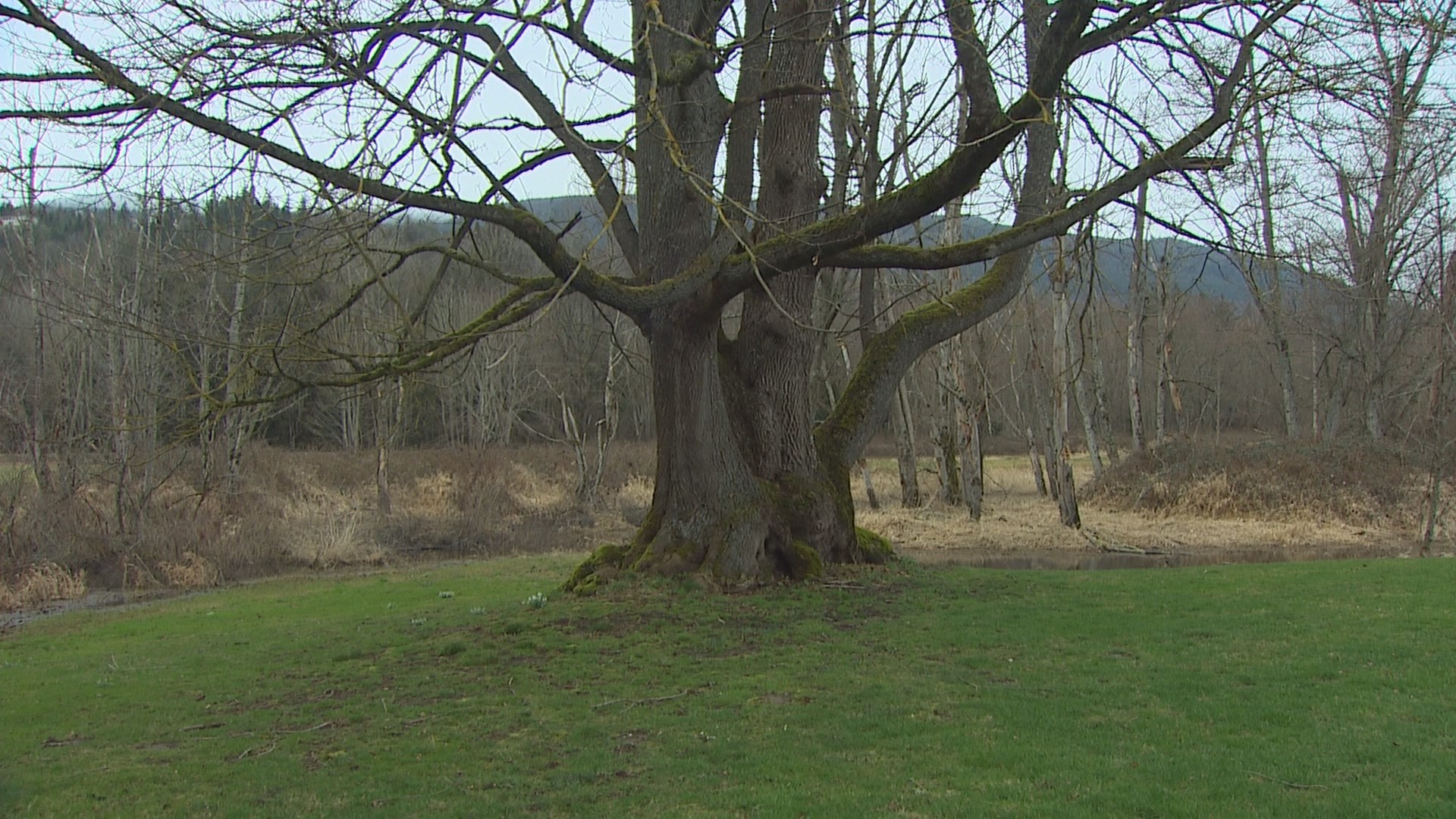 Concrete company clones maple trees to make guitars | king5.com
