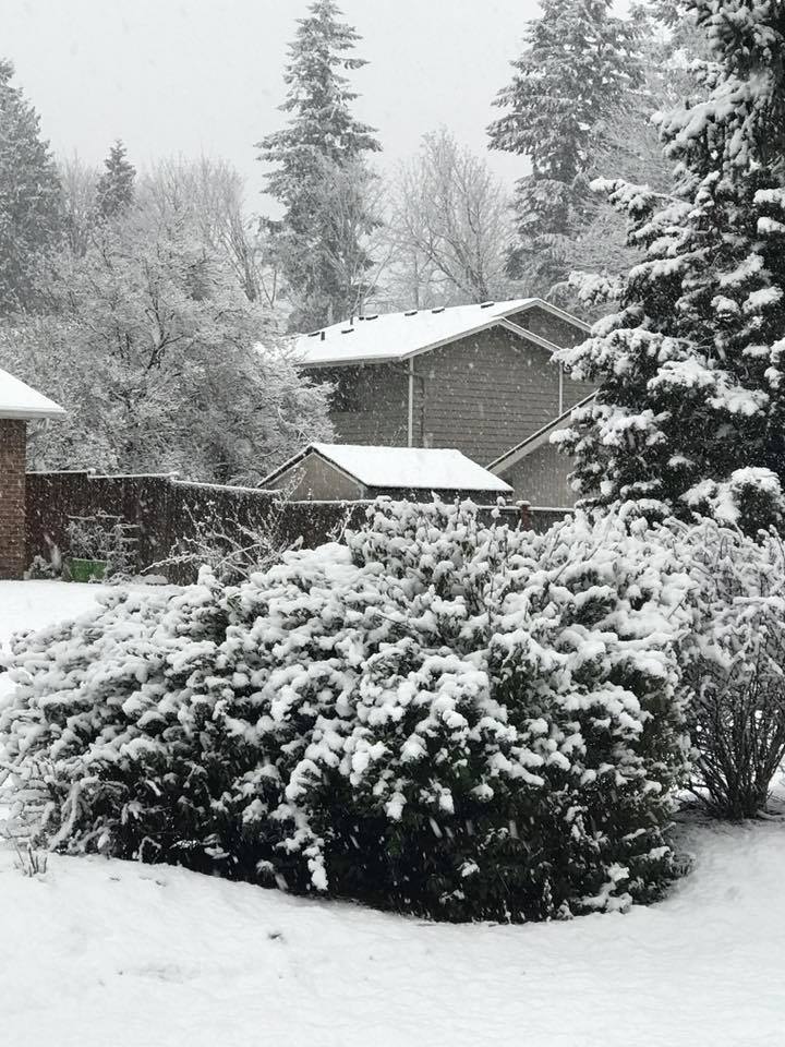 PHOTOS: Snow starts week around Puget Sound | king5.com