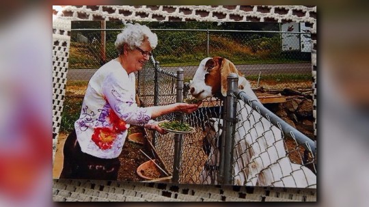 Kitsap community remembers well-known goat | king5.com