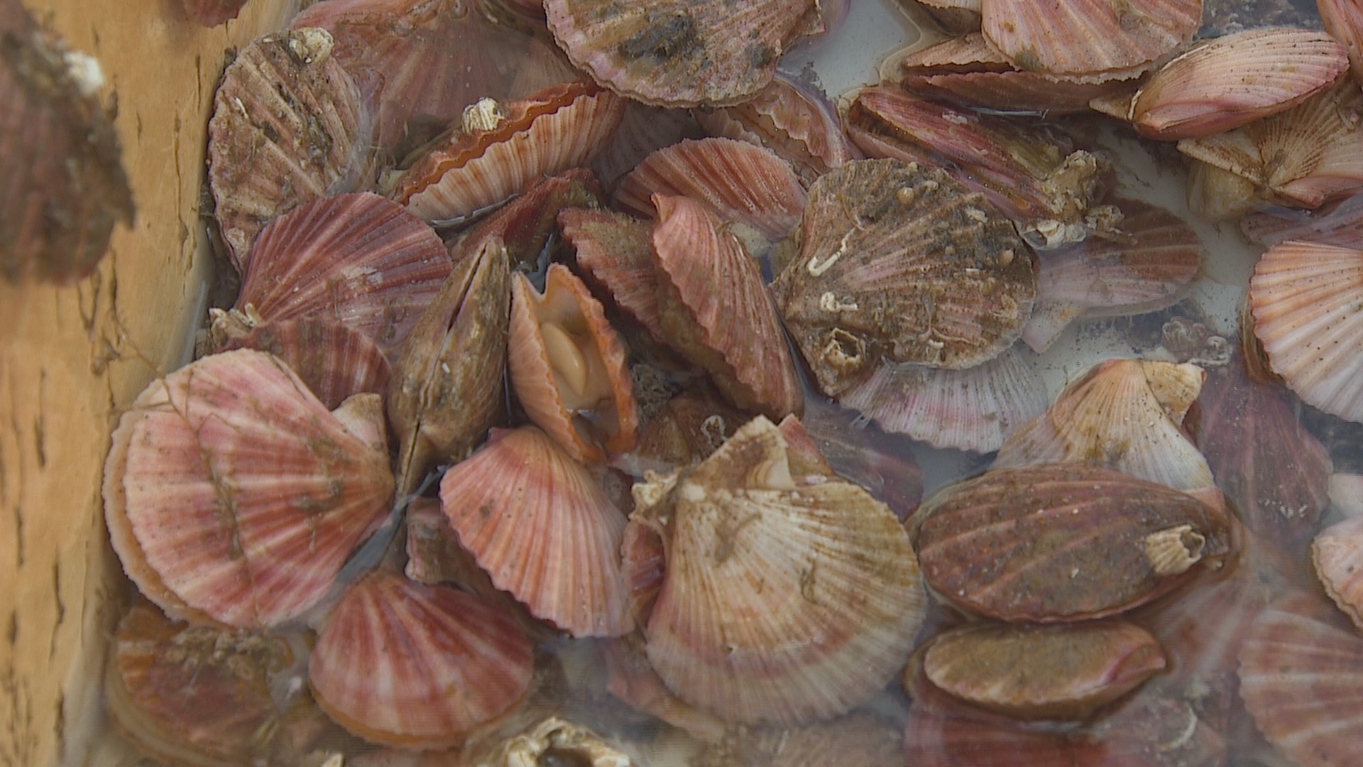 Singing Pink Scallops making a comeback | king5.com