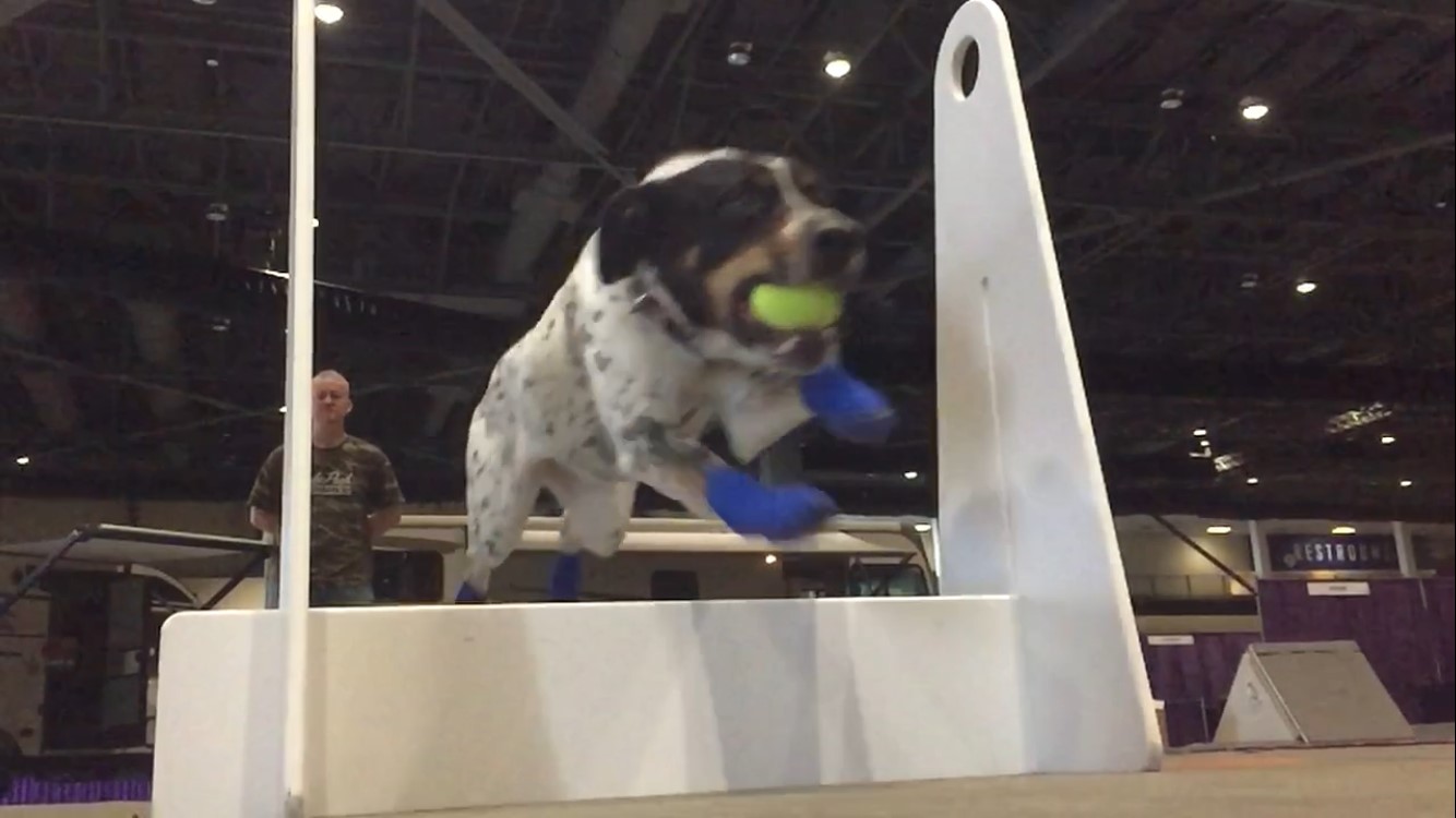Humans and dogs team up in the sport of flyball | king5.com