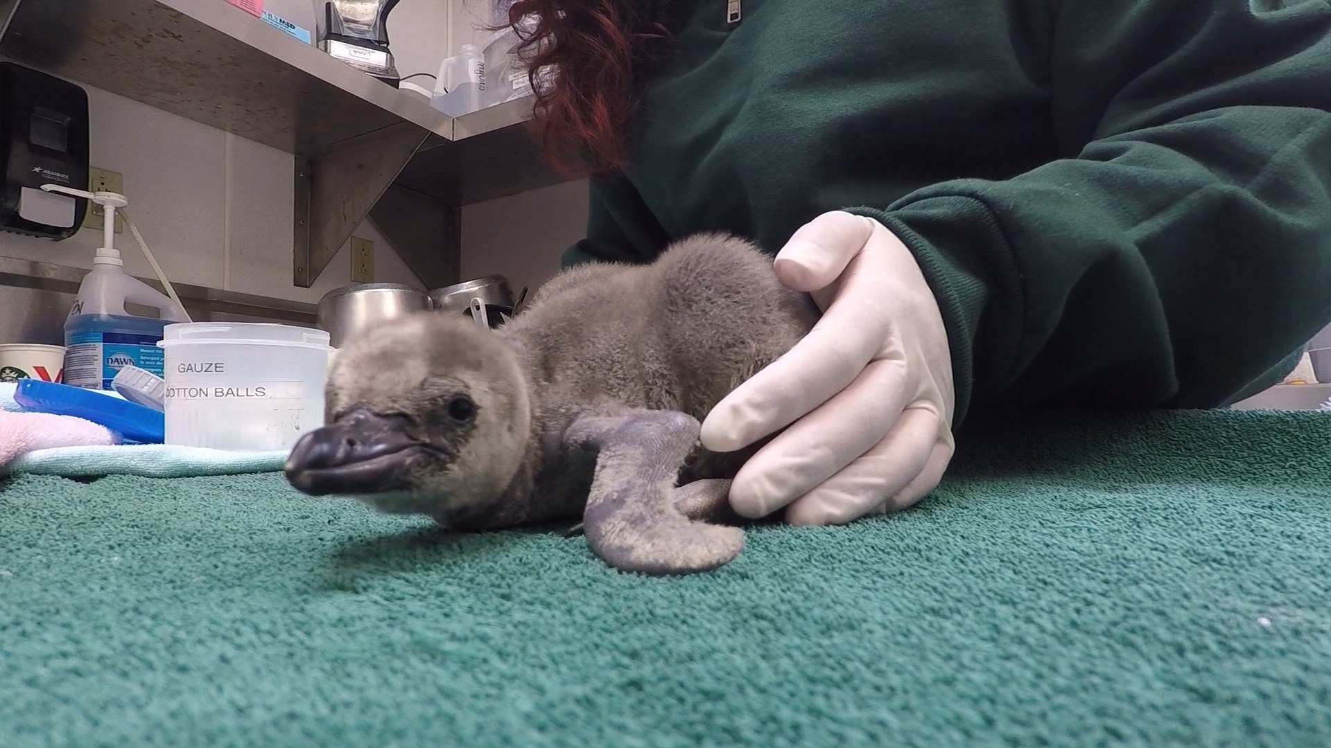 Meet Woodland Park Zoo's newest penguin chick | king5.com