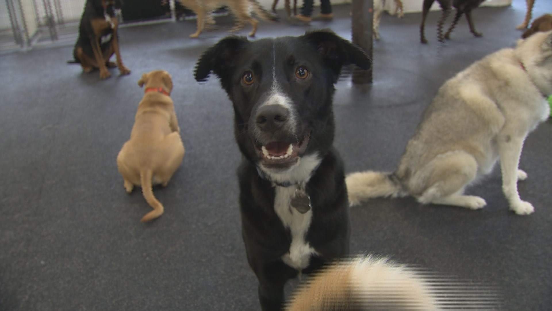 Barking Lounge is a dog's favorite hangout - Voted 2017's BEST | king5.com