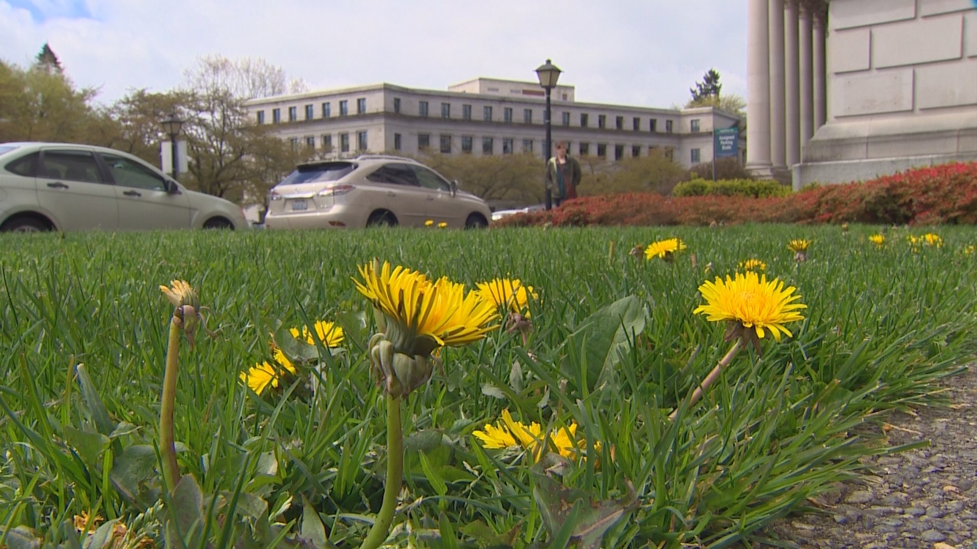 ‘Embarrassed' Senators want role in landscaping State Capitol | king5.com
