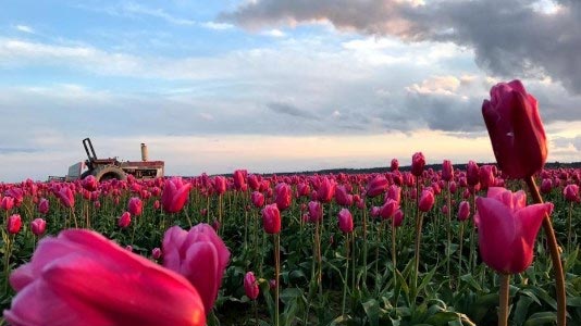 Paw Patrol: Seattle Edition | king5.com