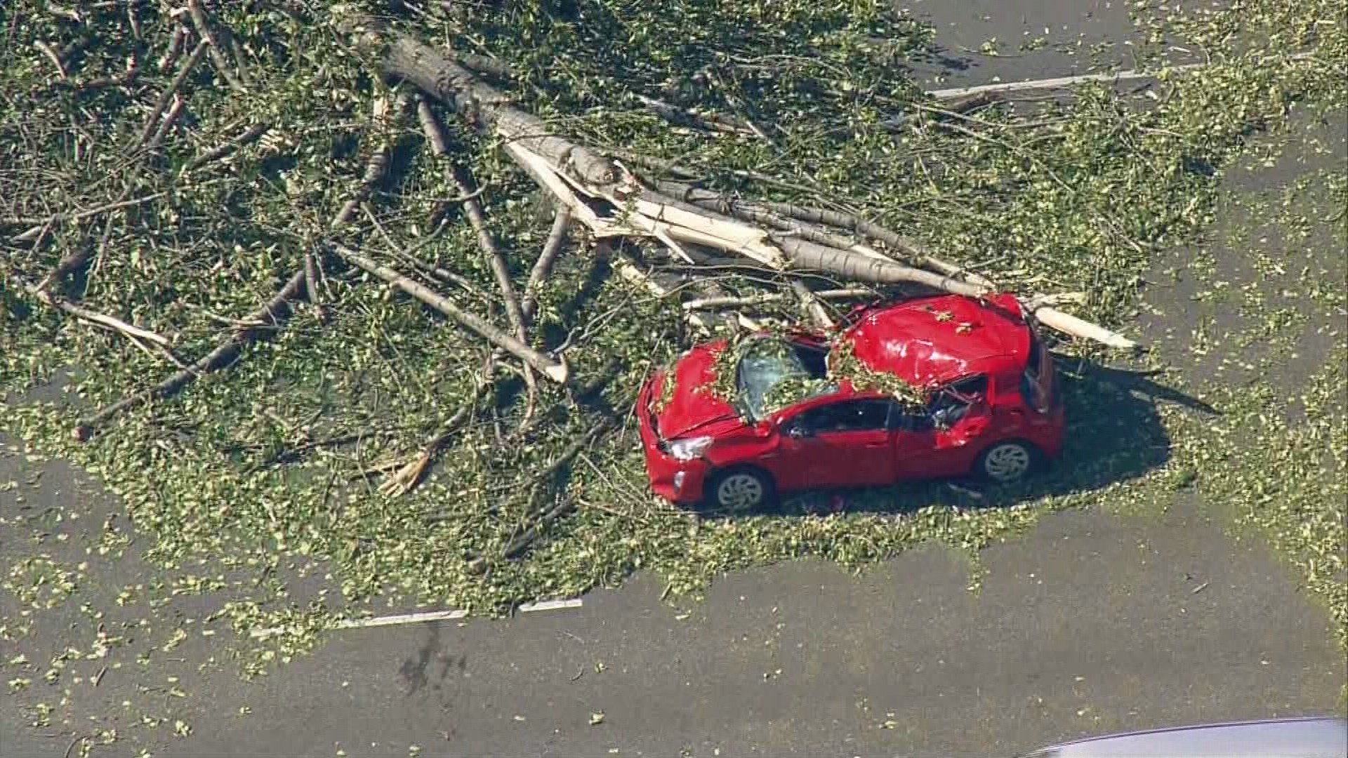 Victim from I-5 tree collapse shares her story | king5.com