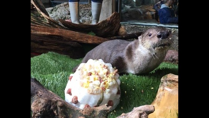 Seattle Aquarium river otter celebrates 19th birthday | king5.com
