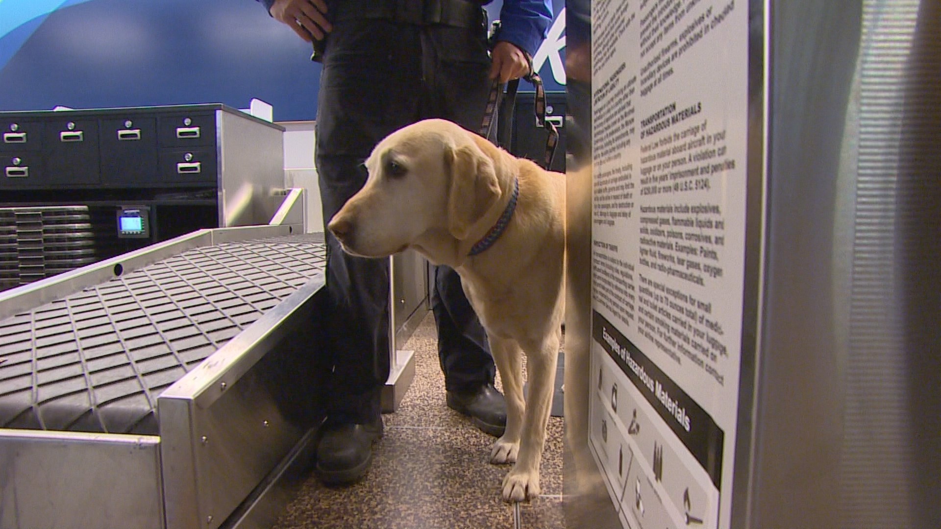 Bomb-sniffing dogs learn critical new skills at Sea-Tac Airport | king5.com
