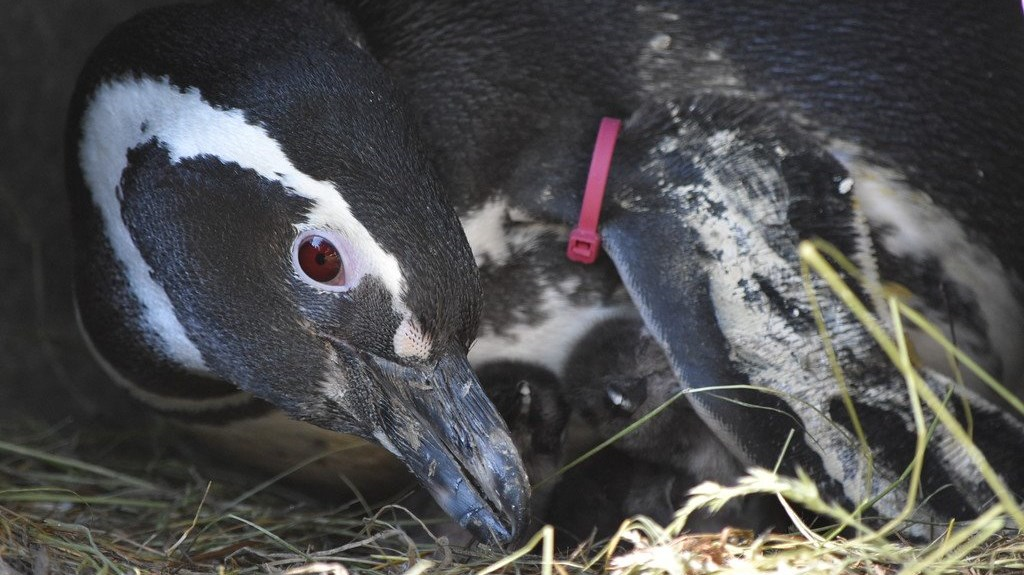 Point Defiance Zoo welcomes second penguin chick | king5.com