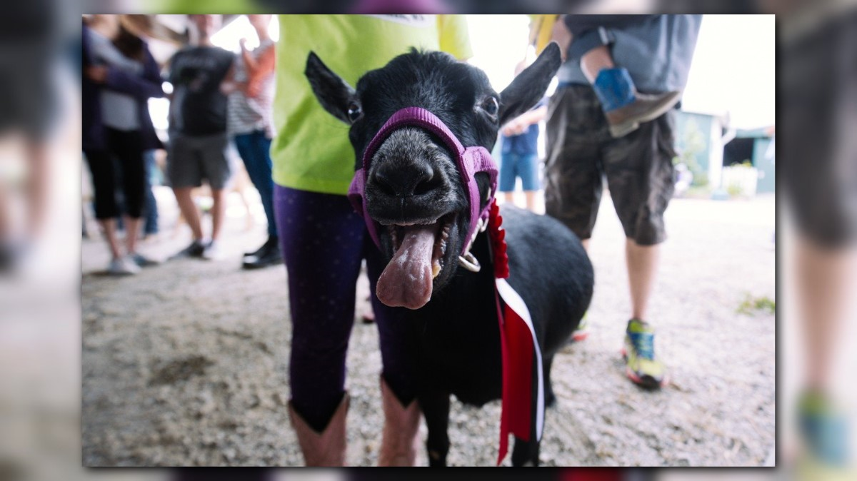 Weekend Zone: Goat Olympics, symphonic Space Odyssey, and more | king5.com