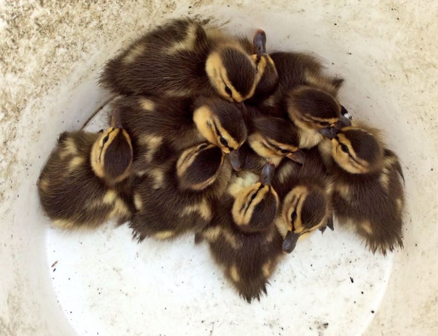 Firefighters rescue ducklings trapped in storm drain | king5.com