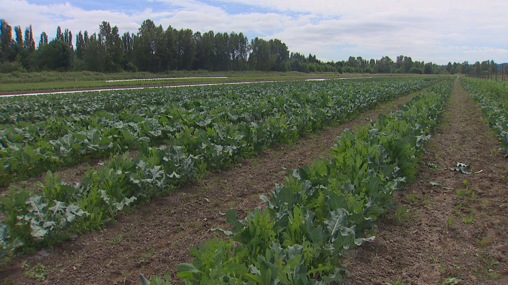 Compost company grows food with food waste | king5.com