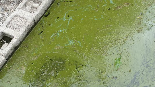 Two Pierce County lakes infested with toxic algae | king5.com