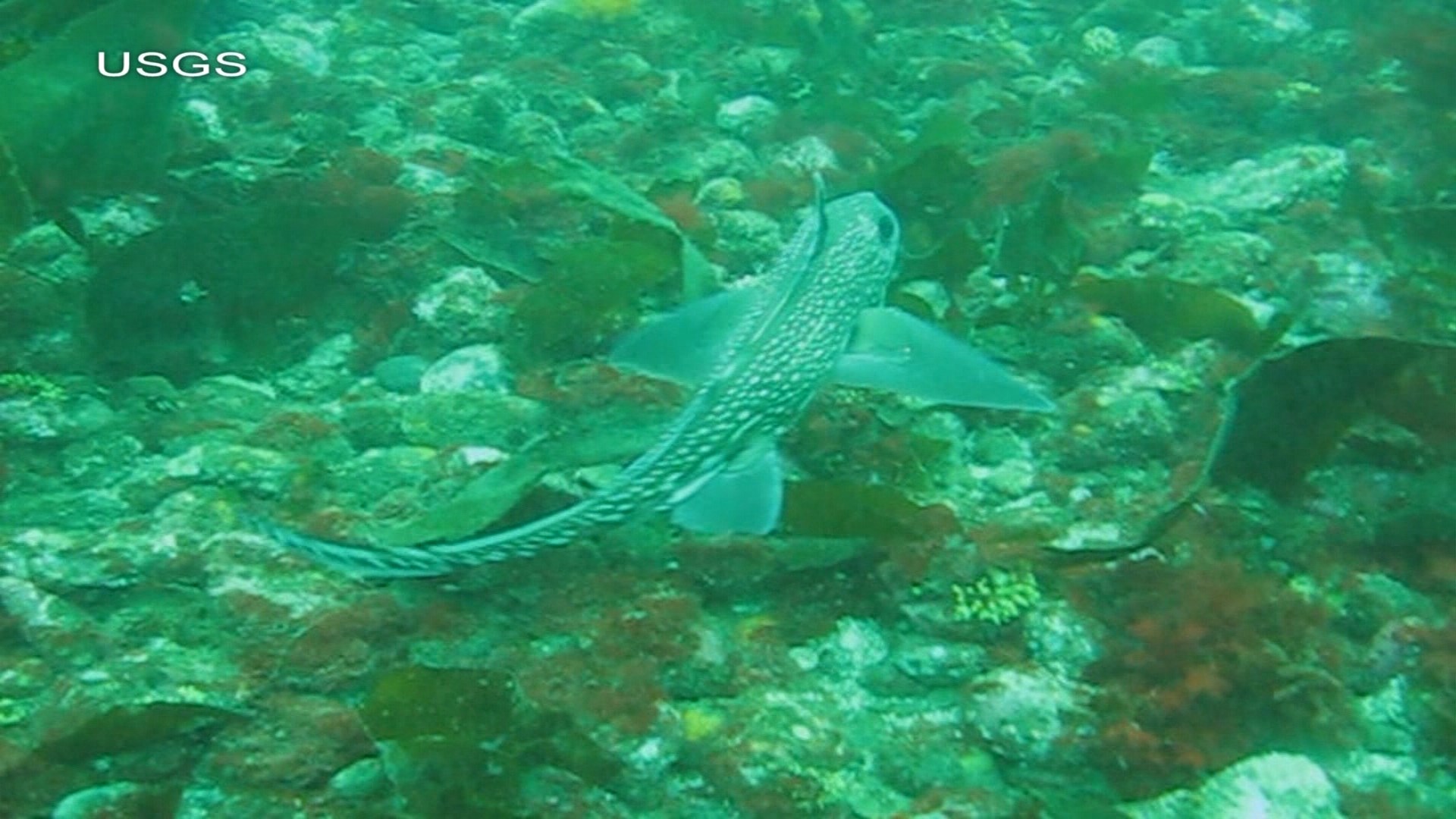 Underwater video shows Elwha regeneration after dam removal | king5.com