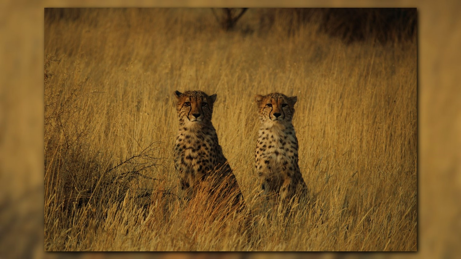 10 year old Ballard boy wins national award for his work with cheetah ...