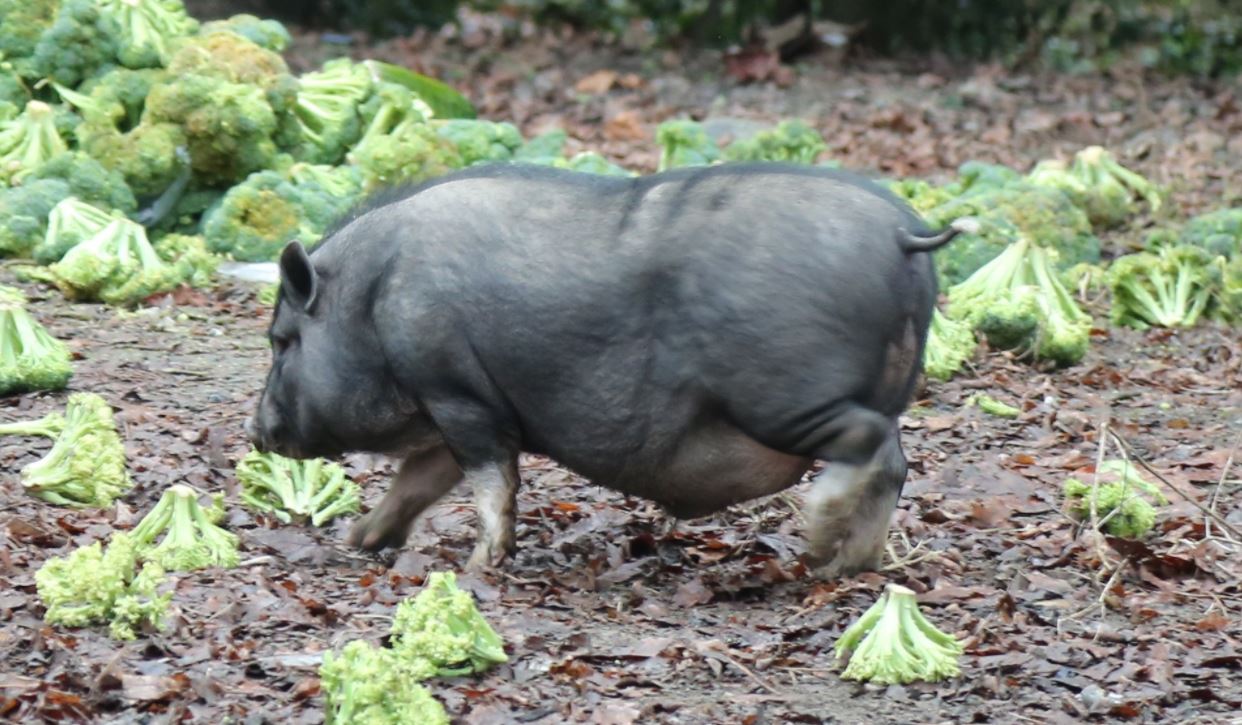 'Monty' the pig back home after days on the run in Tukwila | king5.com