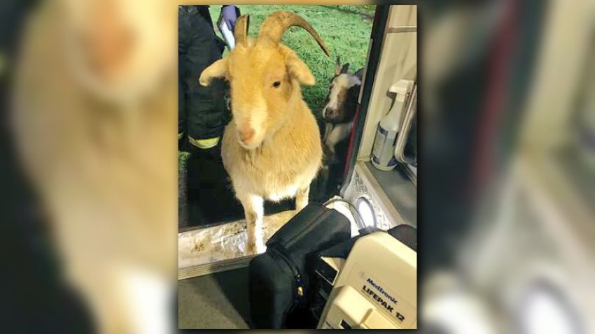 Goats on the lam: Paramedics get memorable call | king5.com