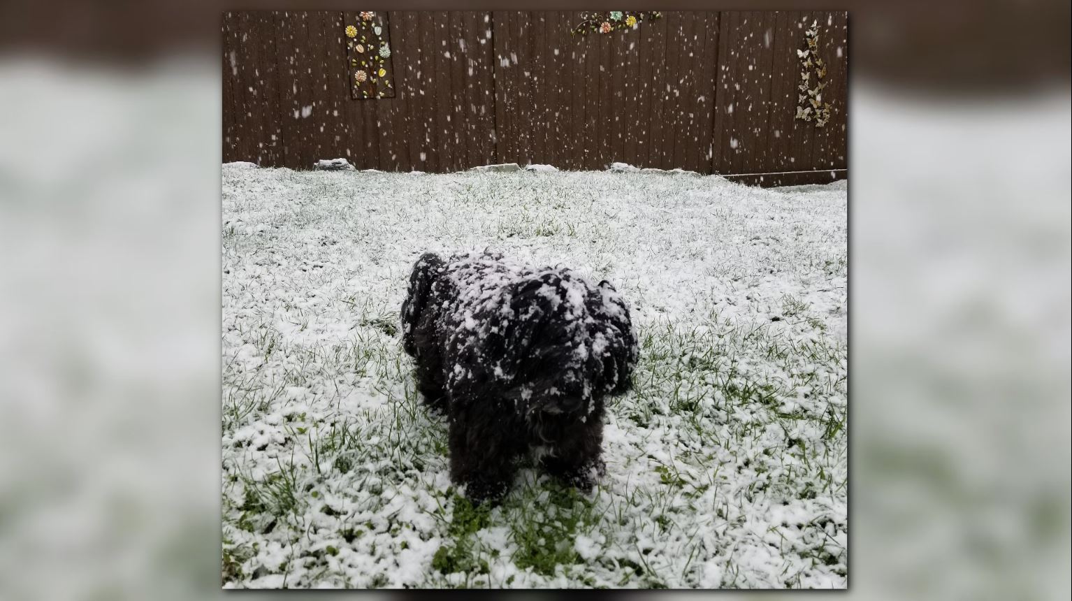 Weekend snow possible around Puget Sound | king5.com